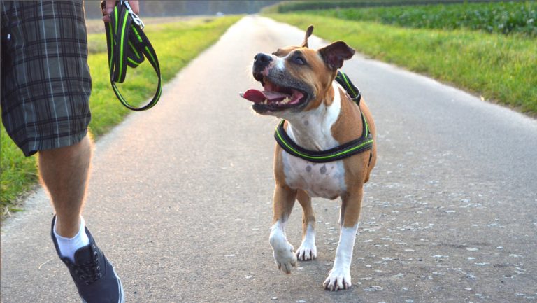 The Basics of Pet Exercise - Total Veterinary Care