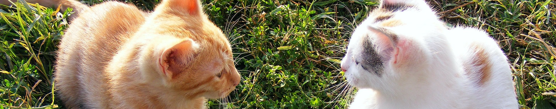 Kennesaw, Georgia - Total Veterinary Care