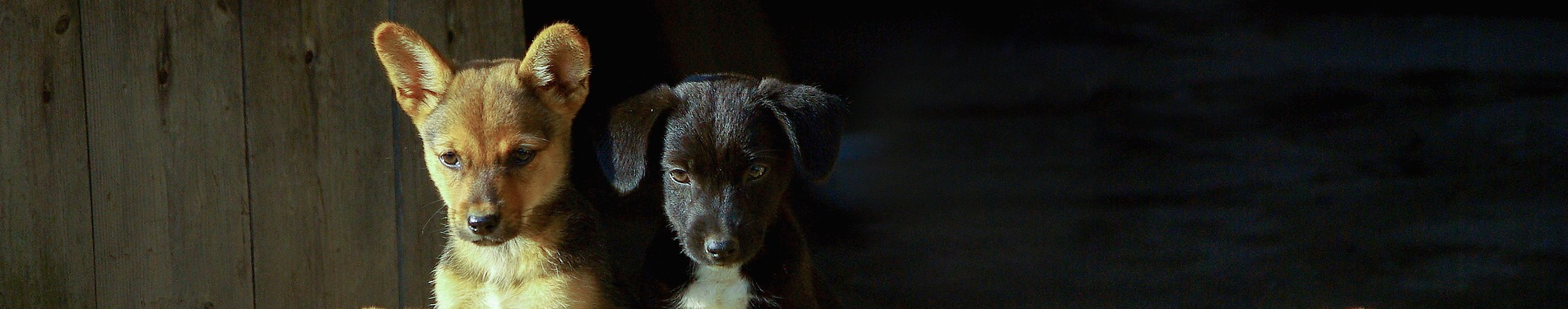 Buford, Georgia - Total Veterinary Care