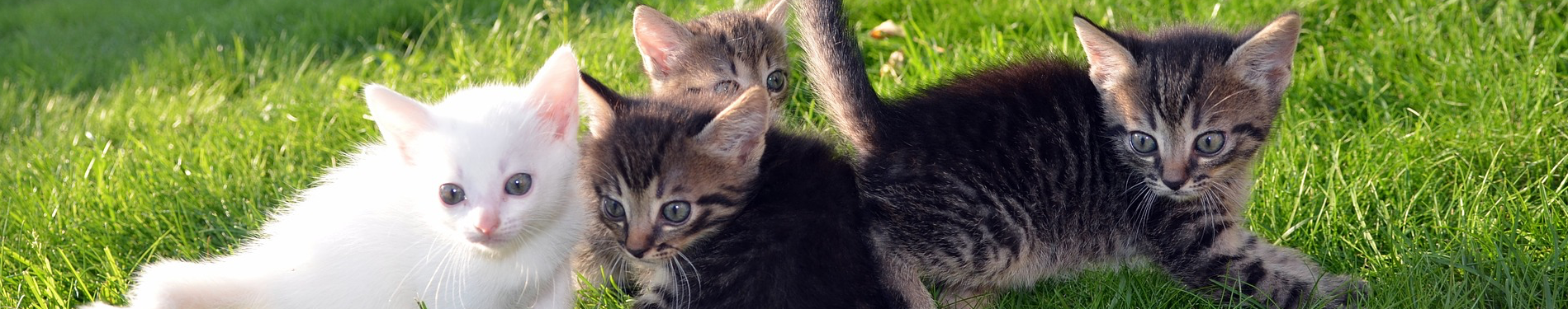 About - Total Veterinary Care