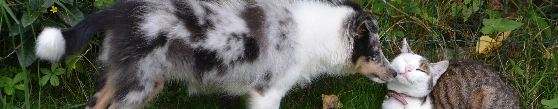 Wellness Plans - Total Veterinary Care