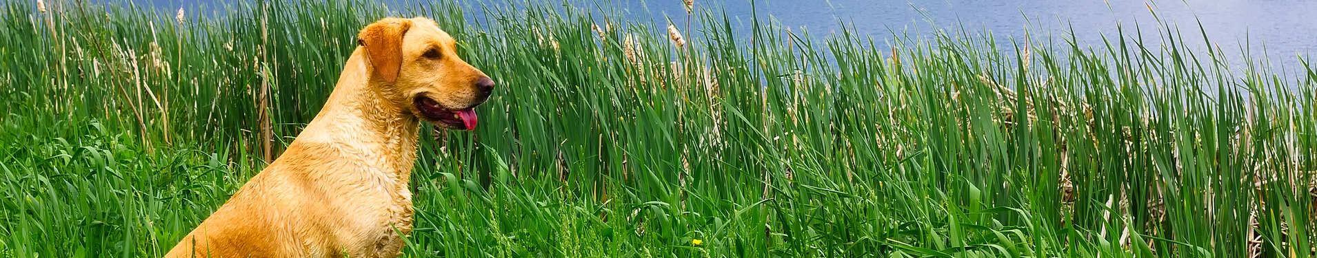 Promotions Landing Page - Total Veterinary Care