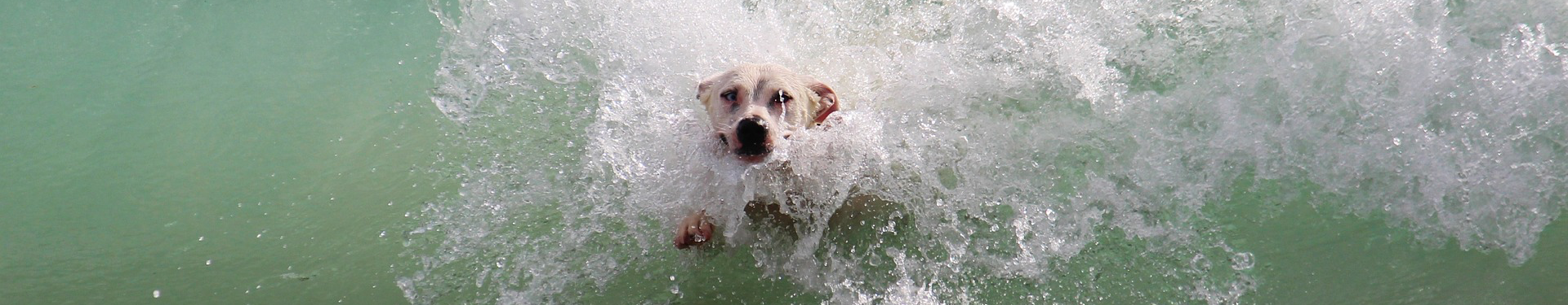 Job Descriptions - Total Veterinary Care