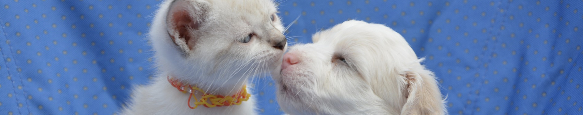 Blog - Total Veterinary Care